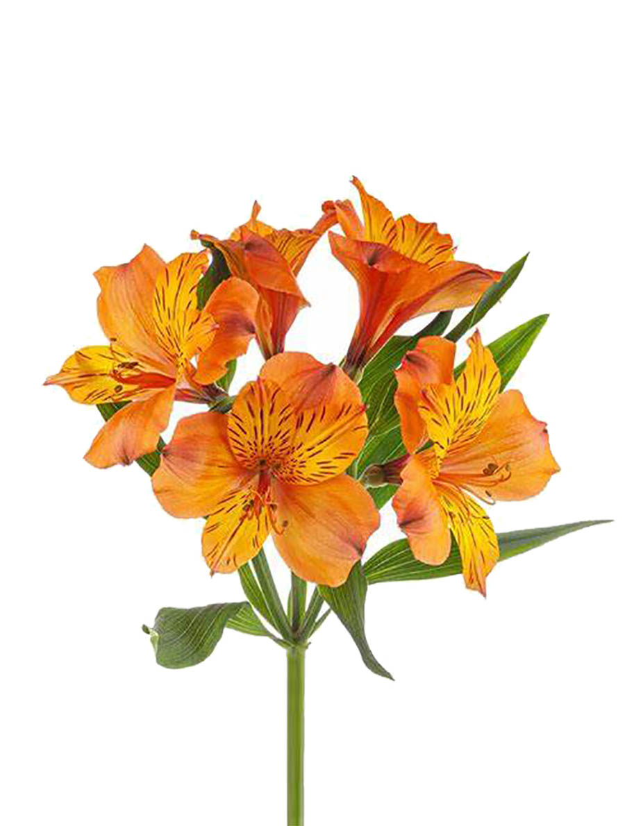 Jaffa – Colors LAND