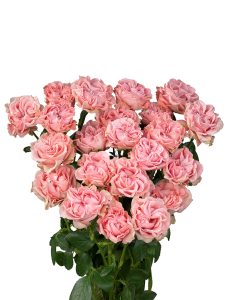 Ice Flow – Colors LAND