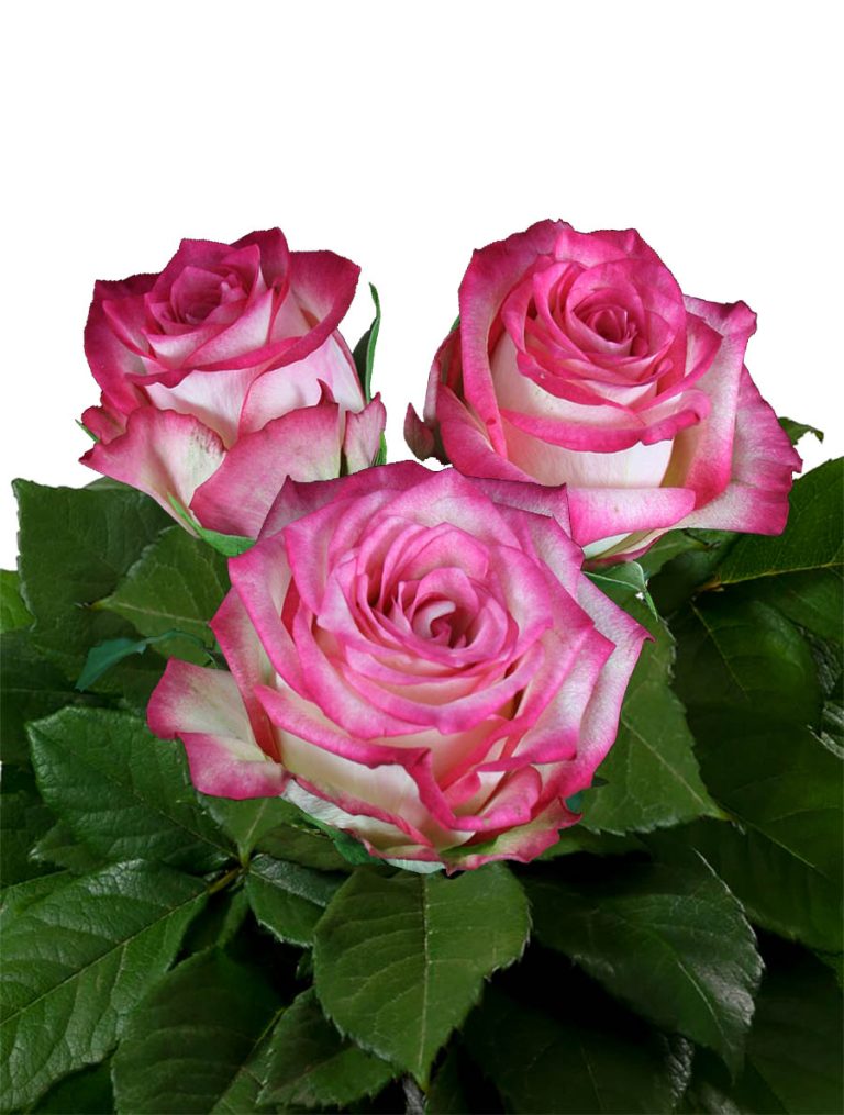 Navarra – Colors LAND