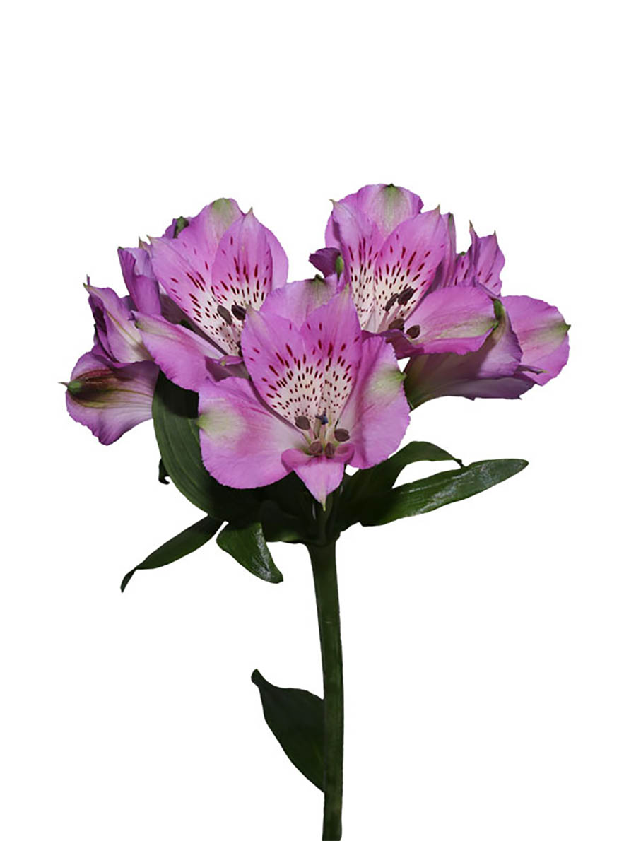 Okinawa – Colors LAND