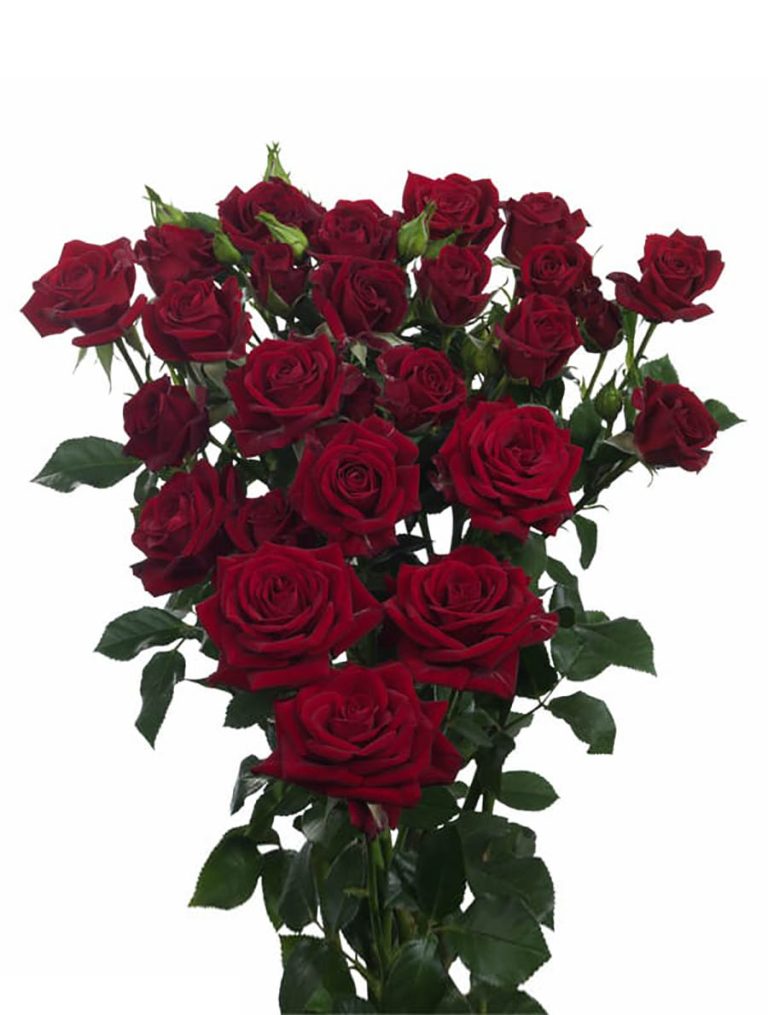 Pushkin – Colors LAND