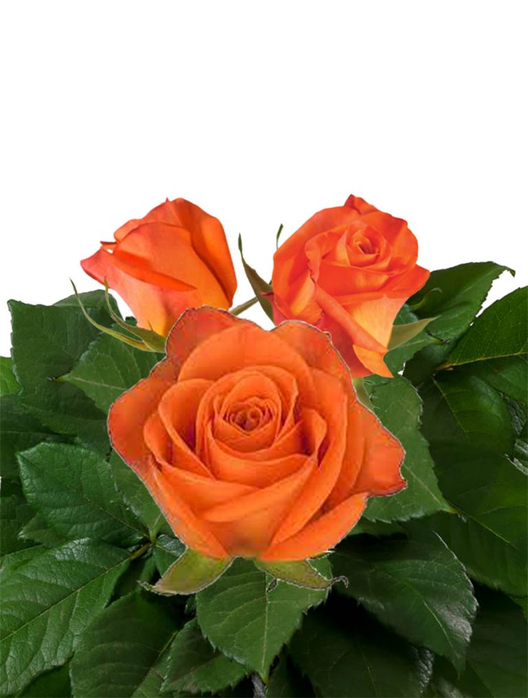 Categories – Colors LAND