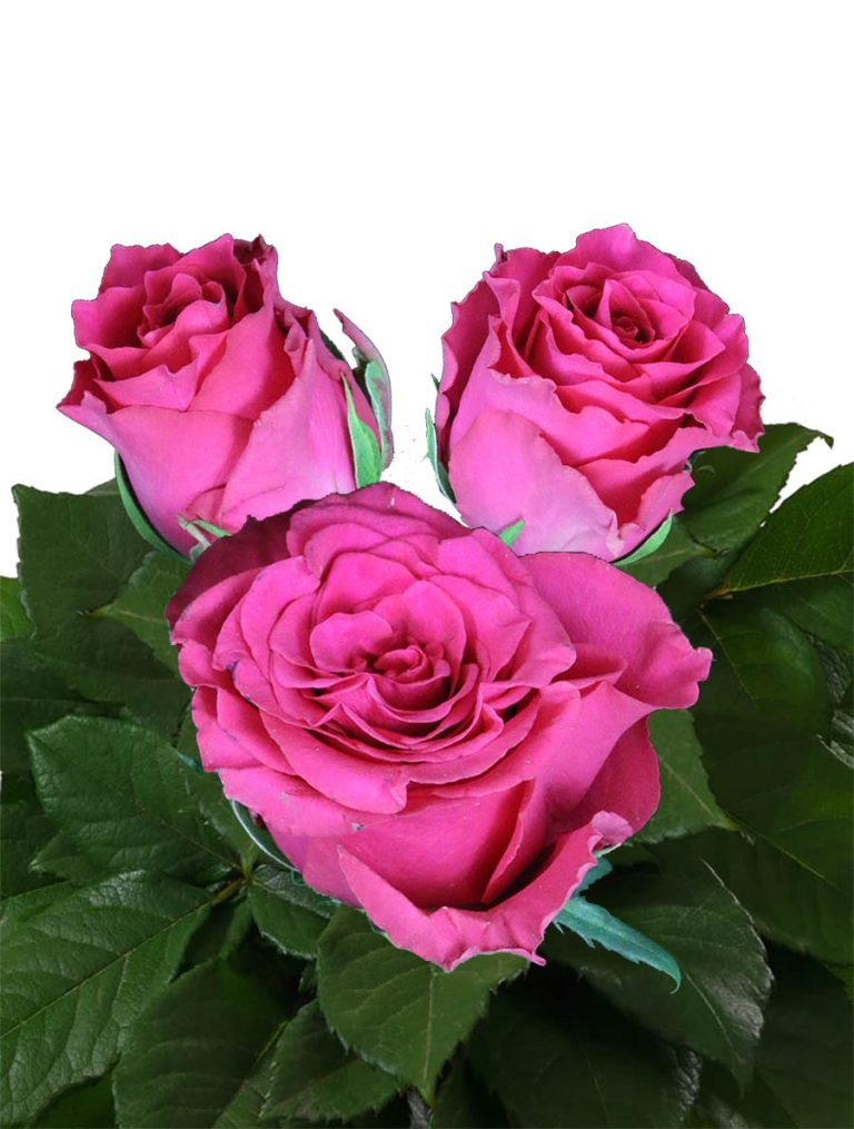 Pink Rhodos – Colors LAND