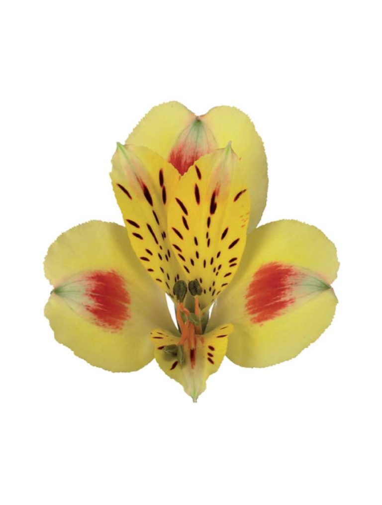 Bali – Colors LAND